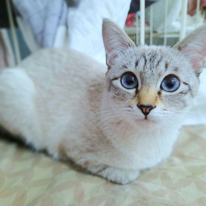 Кошка тайская табби поинт в хорошие руки