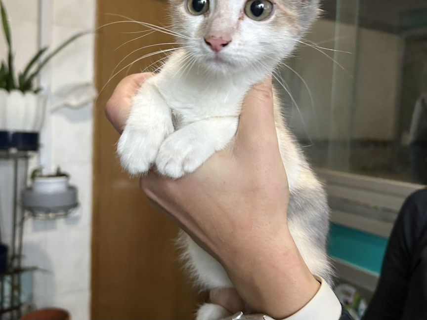 Котеночек в добрую семью