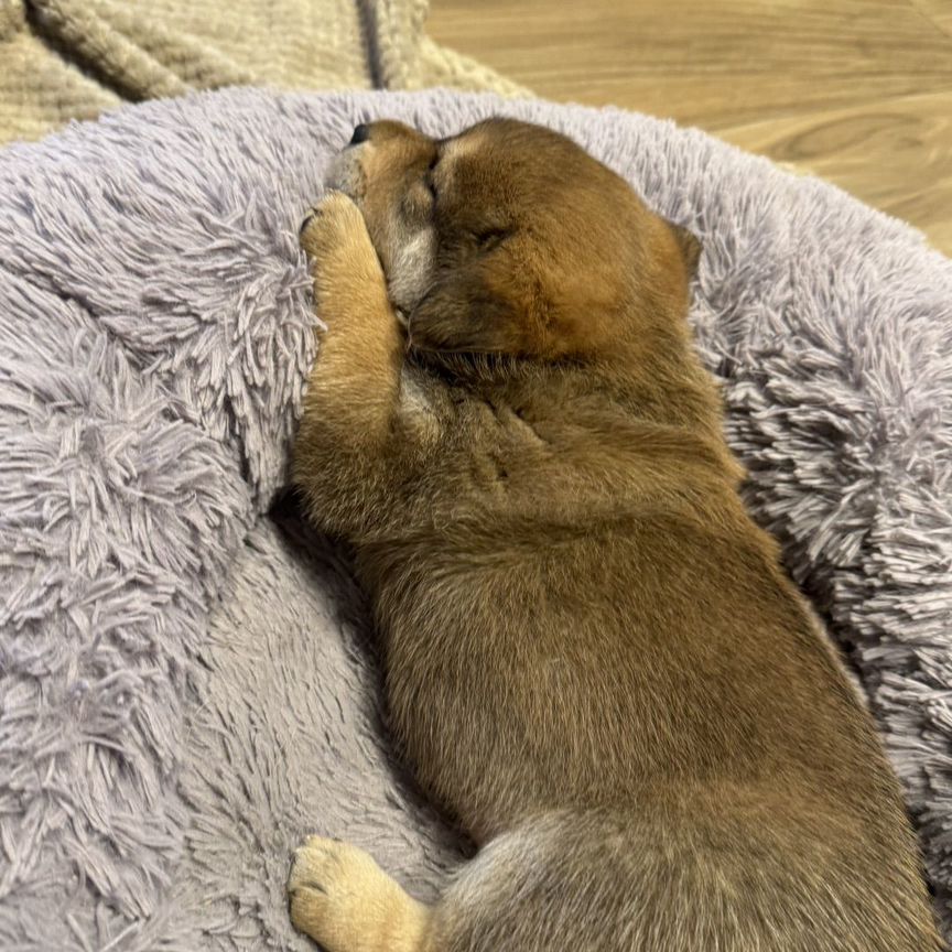 Щенки сиба шиба ину