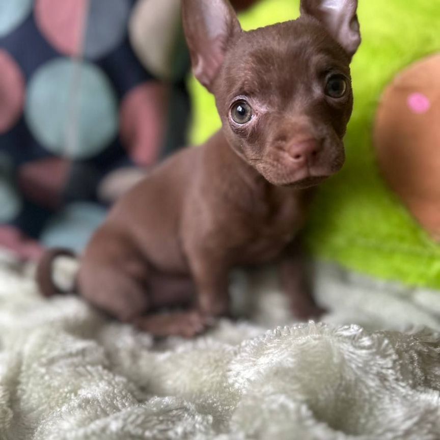 Щенки чихуахуа мини гладкошерстные