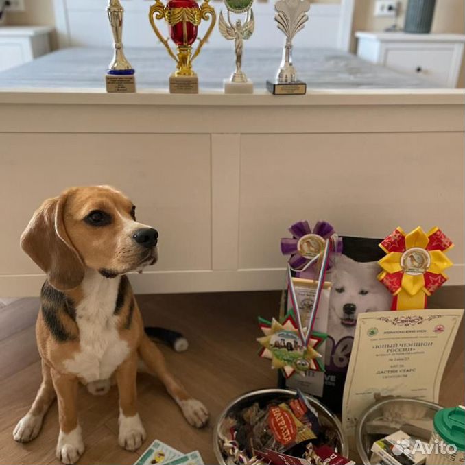 Бигль вязка