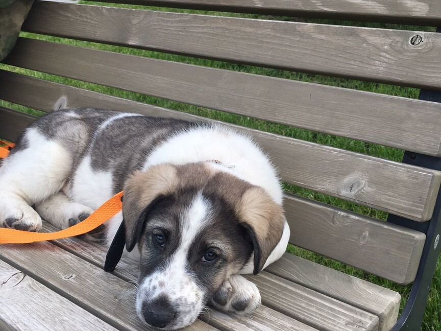 Алабай в добрые руки