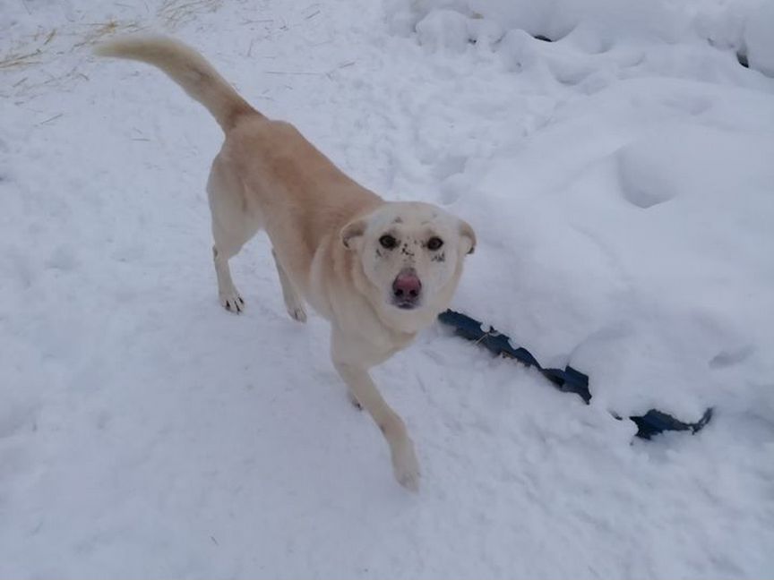 В добрые руки