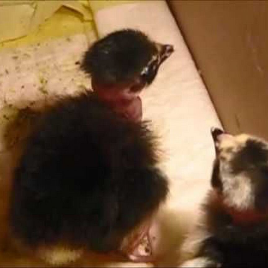 Цыплята суточные