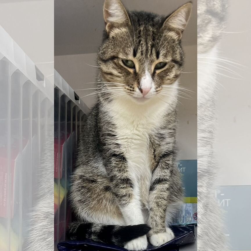 Взрослый кот в добрые руки