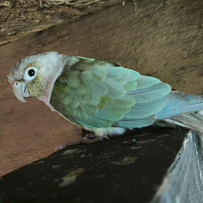 Попугаи Пиррура