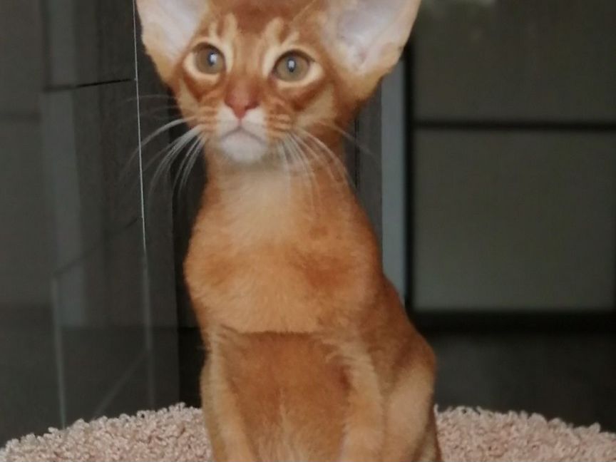 Абиссинский котенок, окрас соррель
