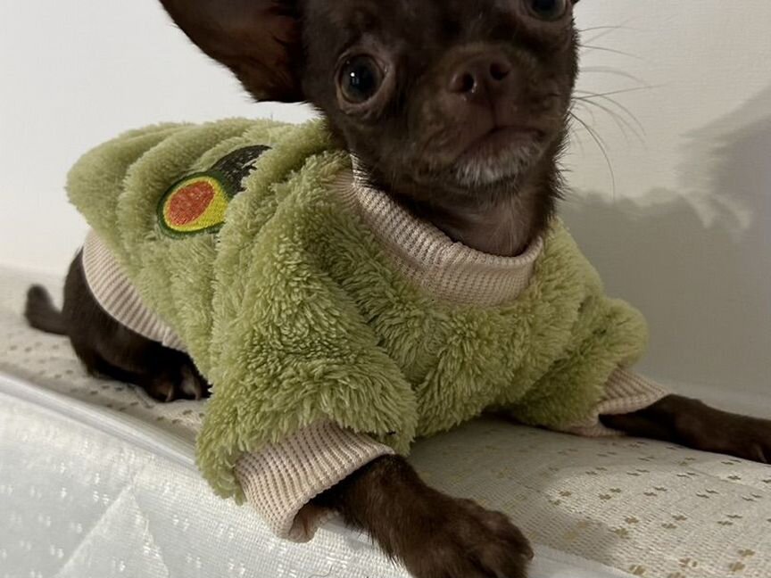 Одежда для щенка чихуахуа