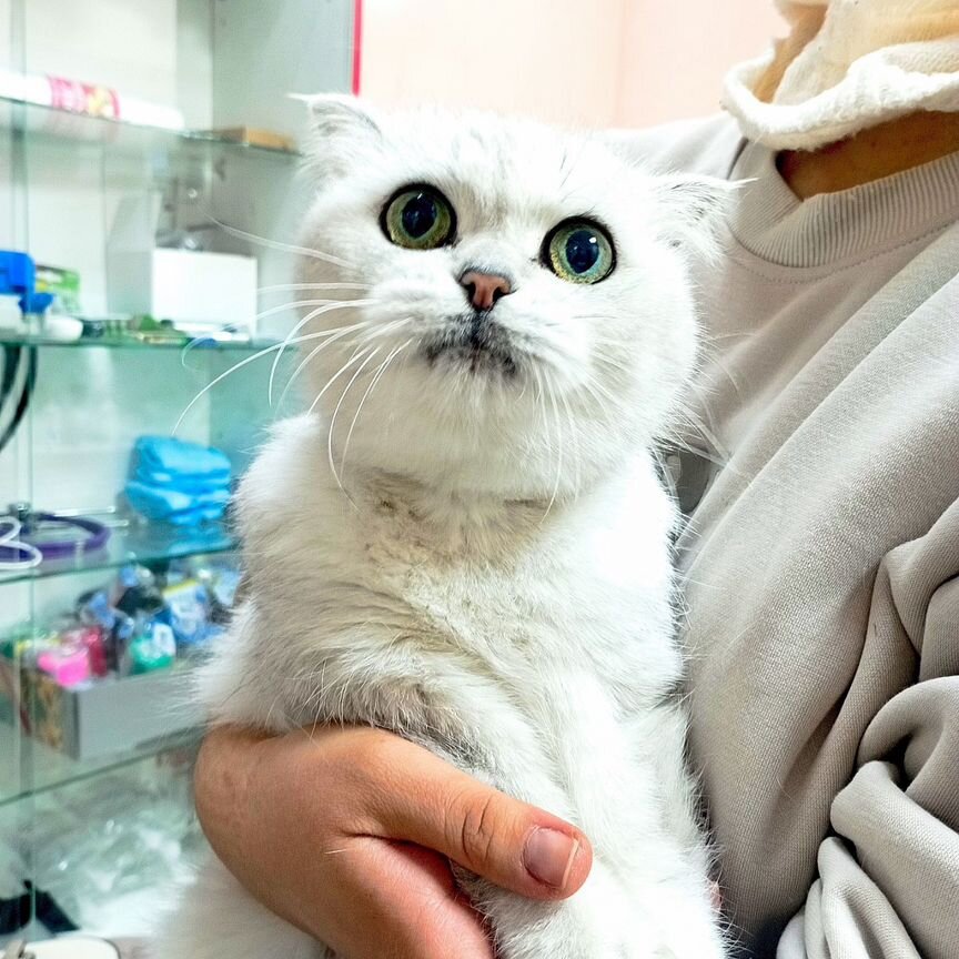 Кошка Бетти ищет дом (стерилизована)