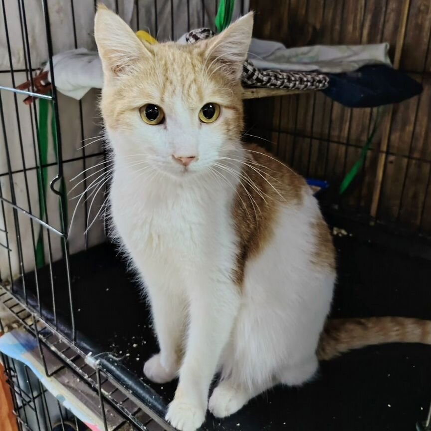 Взрослый кот в добрые руки