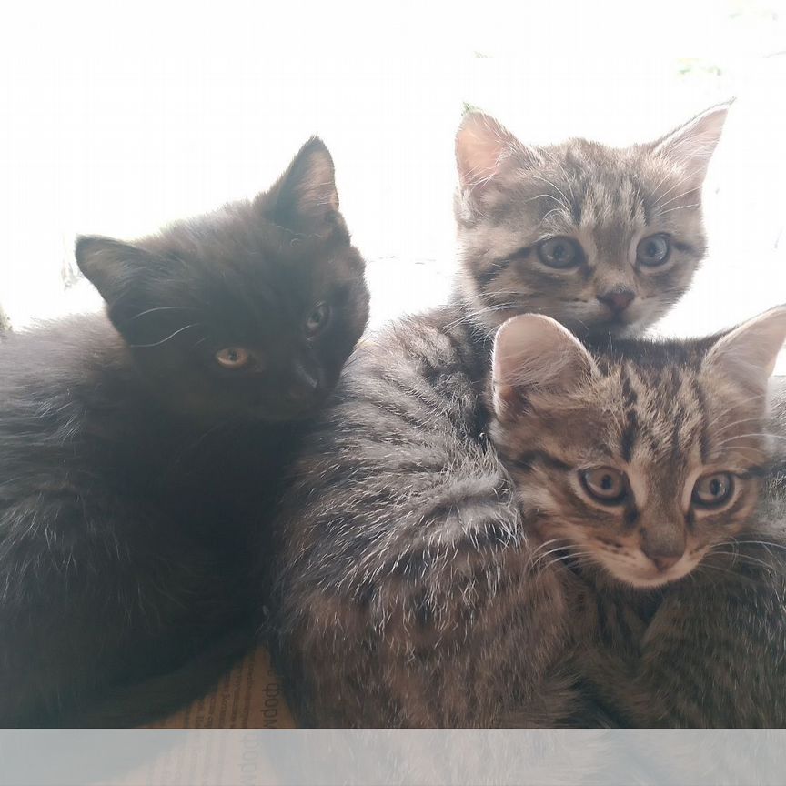 Британский короткошёрстный котёнок