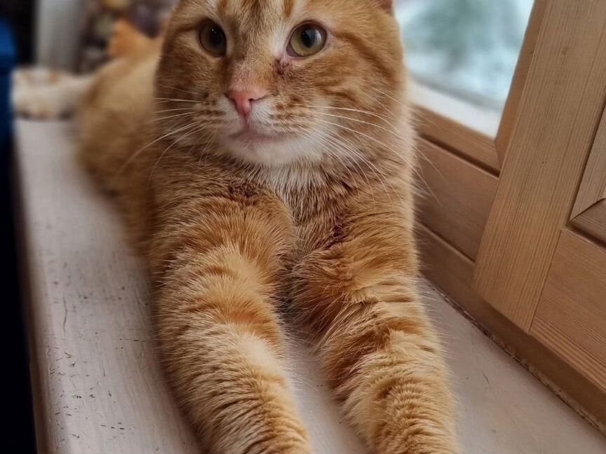 Рыжий котик 3 года ищет дом