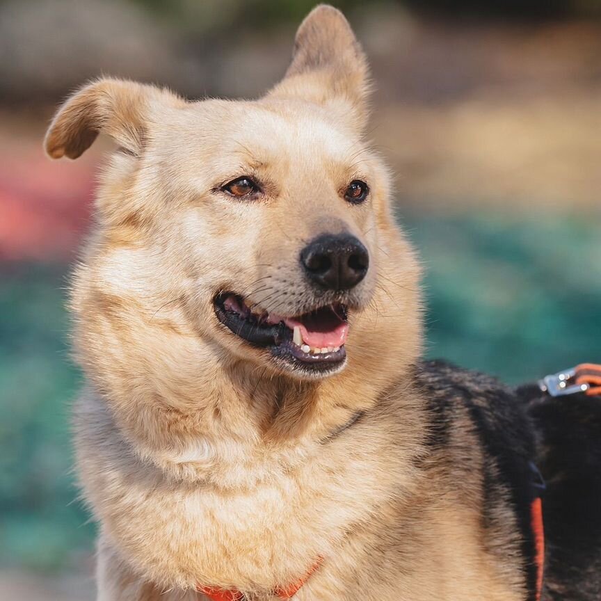 Взрослый пёс в добрые руки