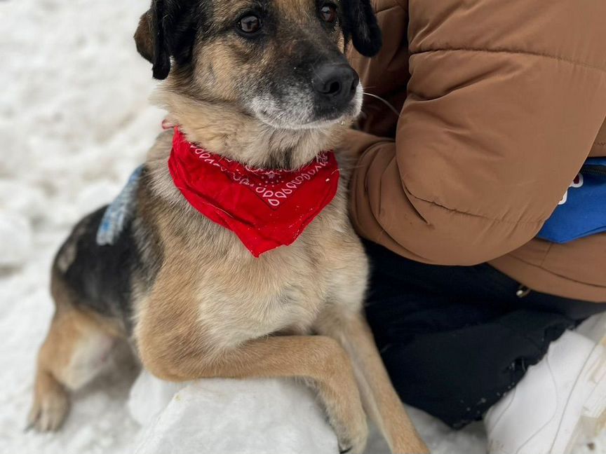 Небольшая собачка Глаша ищет дом