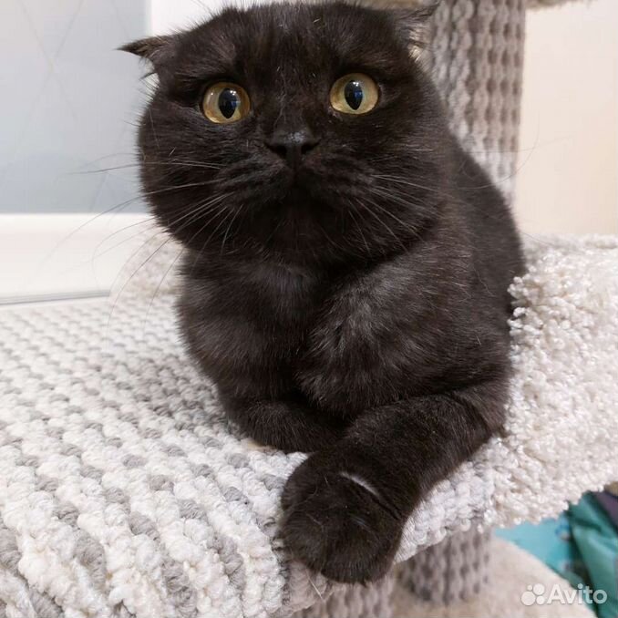 Кошечка Наоми ищет дом