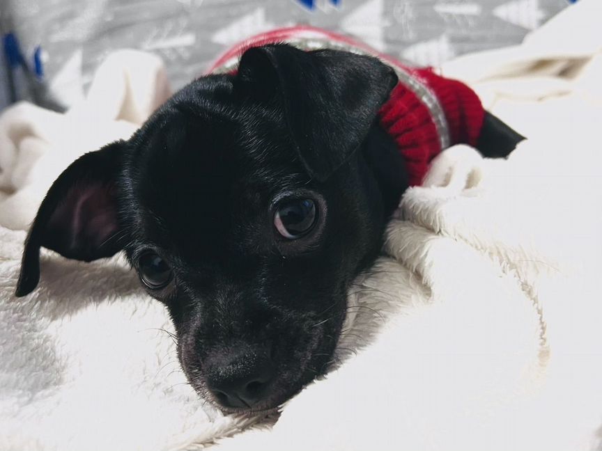 Щенки чихуахуа