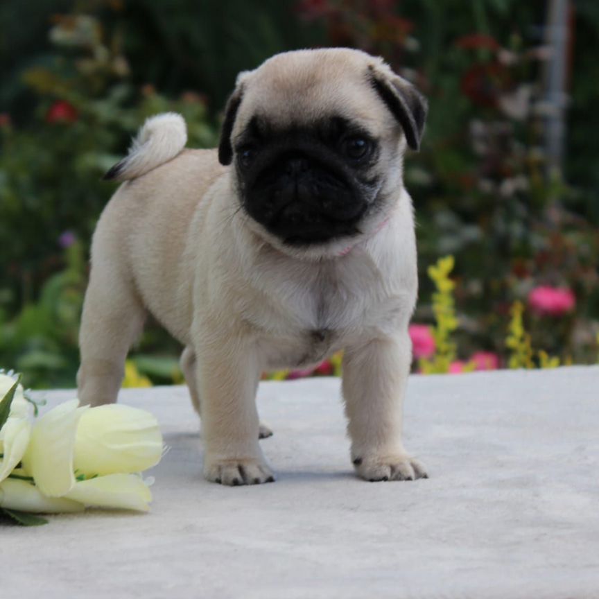 Сильвия девочка мопса