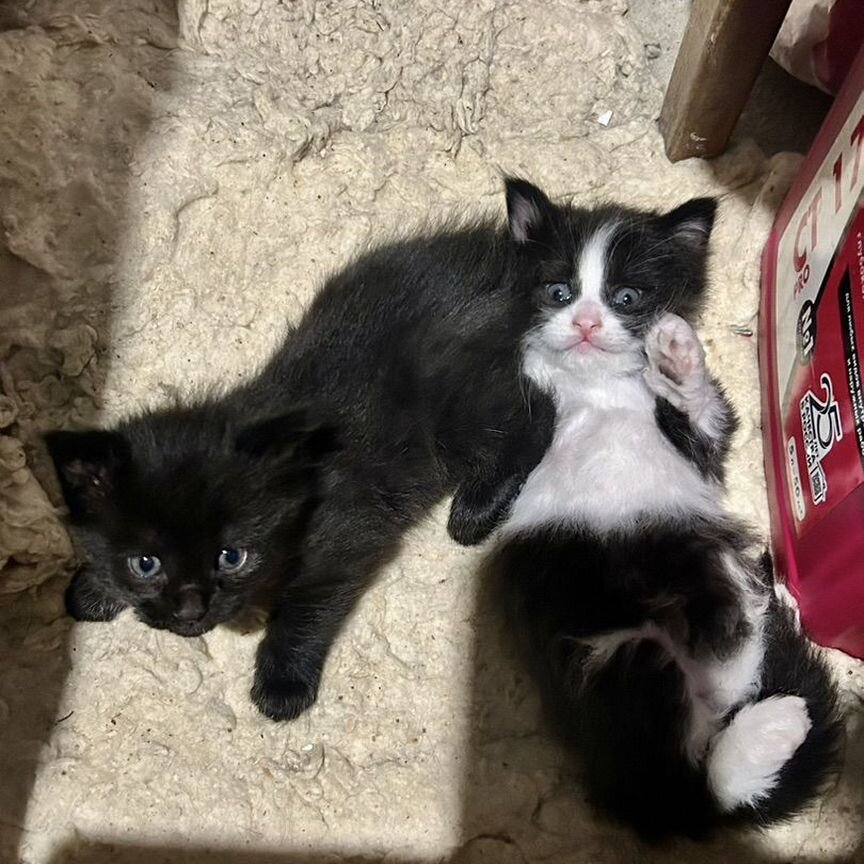 Отдам в добрые руки котят