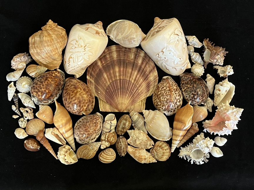 Ракушки Морские Океанические Коллекция