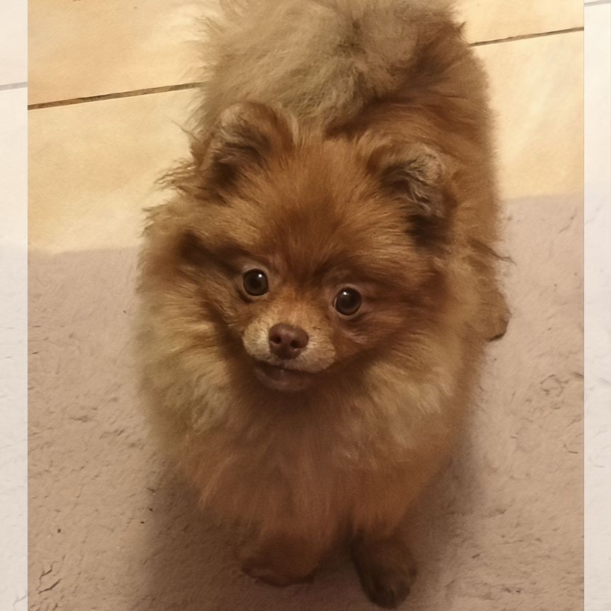 Померанский шпиц, щенок