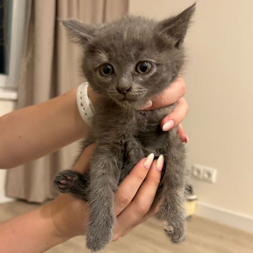 Котёнок в добрые руки
