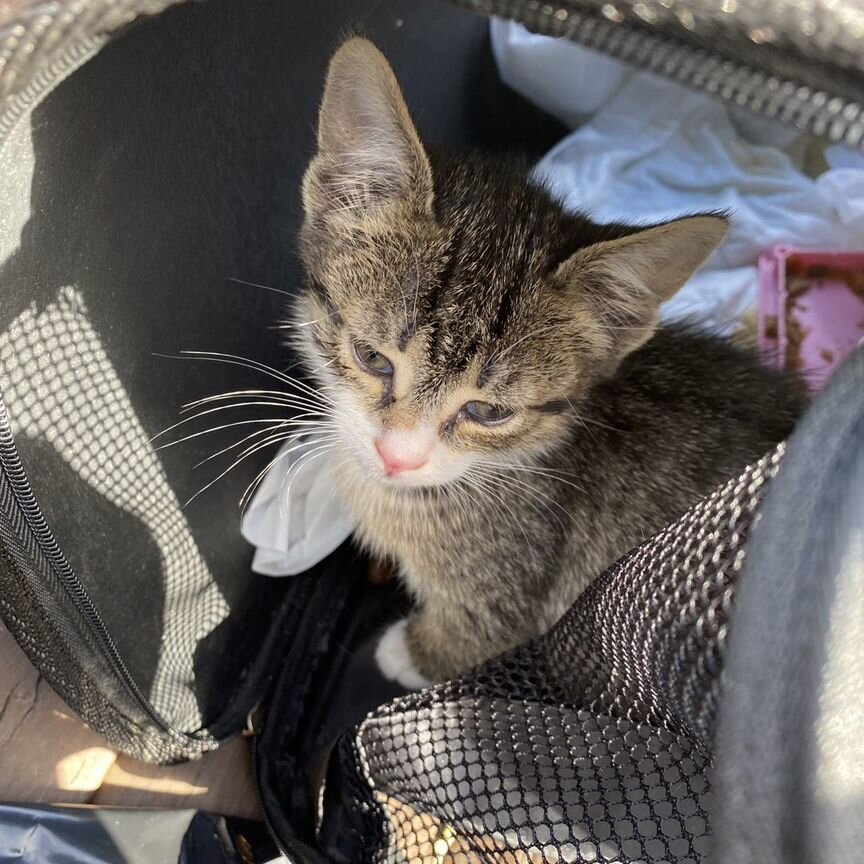 Нашли котенка