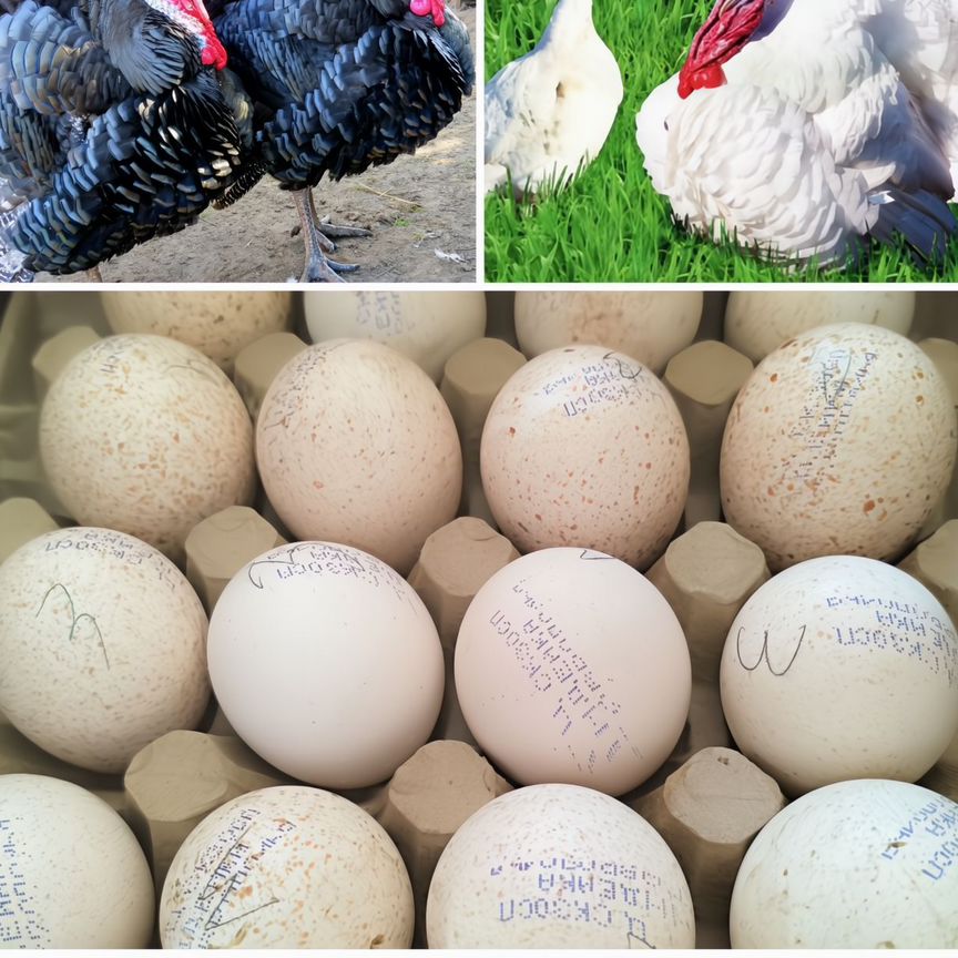 Инкубационное яйцо индюка Хайбрид Конвертер и др