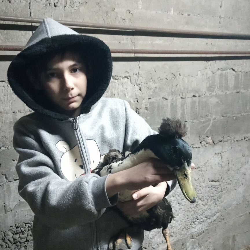 Продам уток