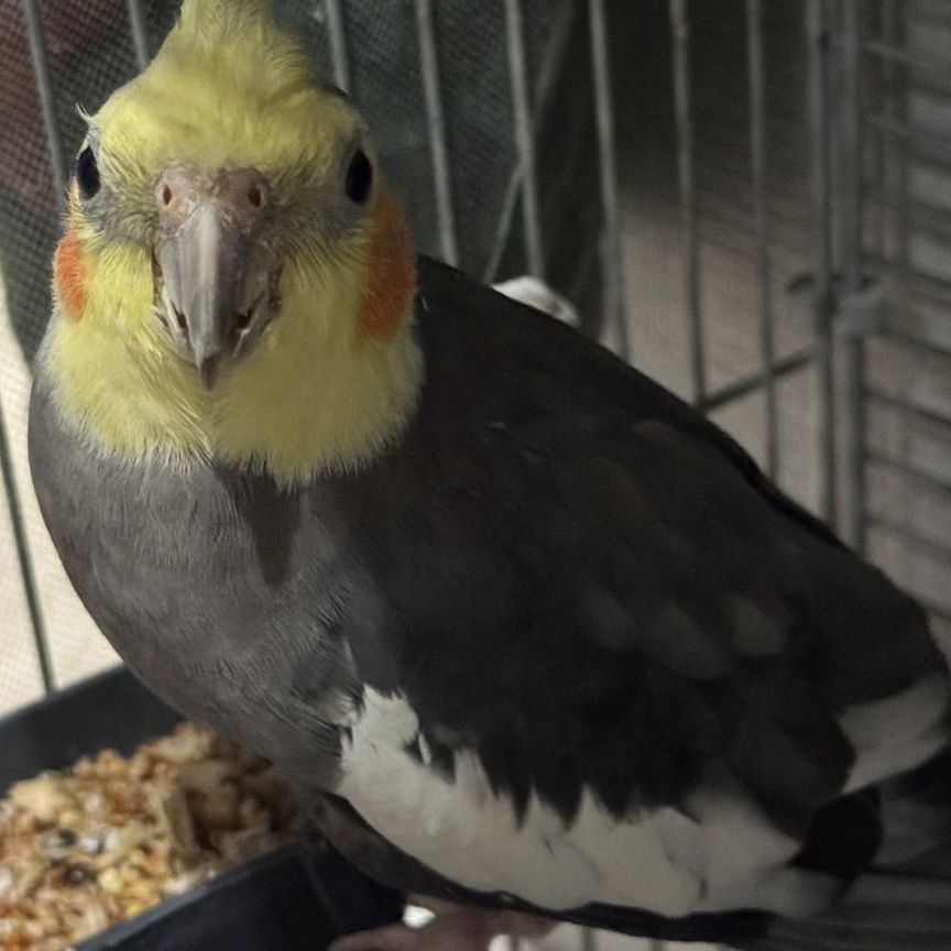 Попугаи кореллы