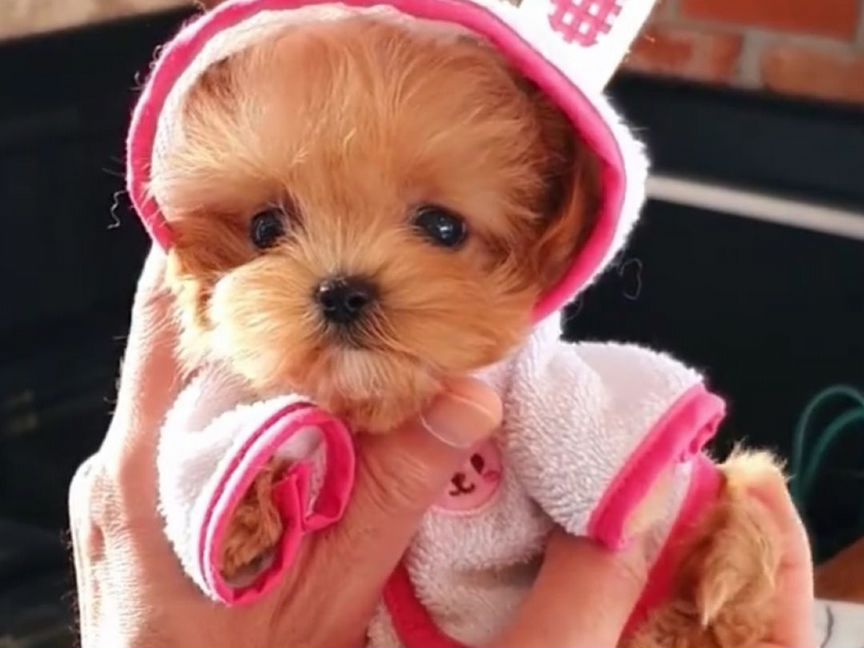 Мальтипу F1 девочка и мальчик эксклюзив