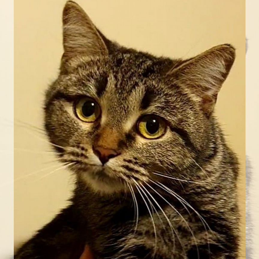 Молоденькая кошка - в добрые руки