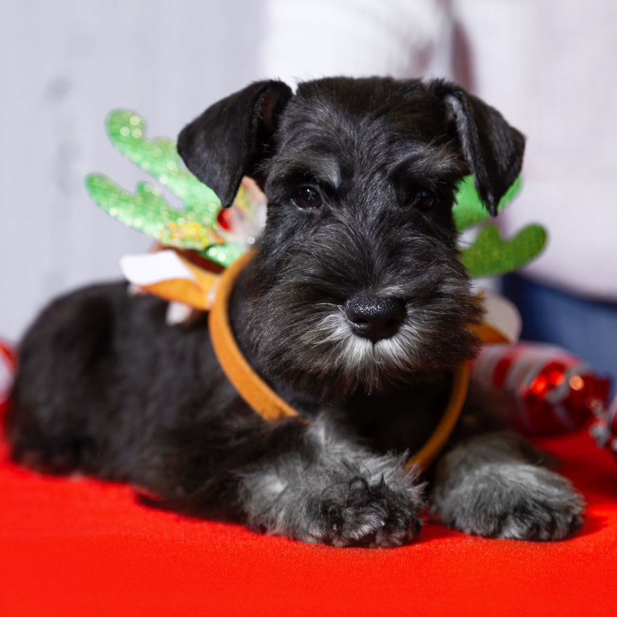 Цвергшнауцер, щенок