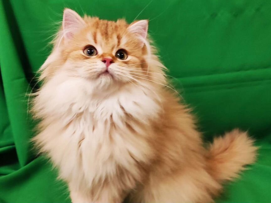 Британская золотая шиншилла
