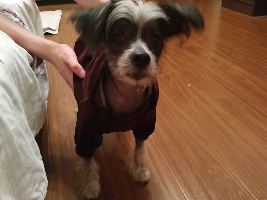Китайская хохлатая собака