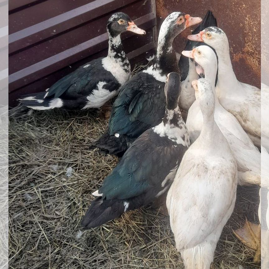 Индоутки на мясо