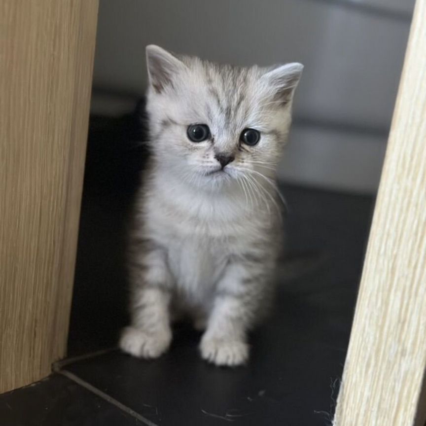 Шотландский котенок