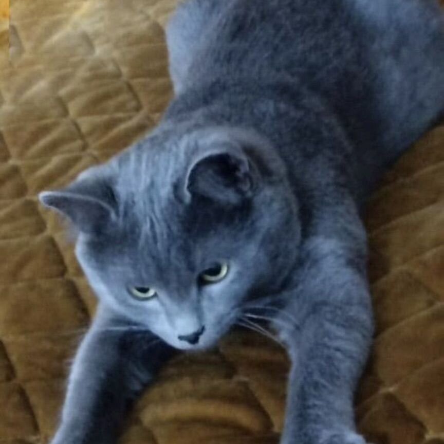 Кошки в добрые руки