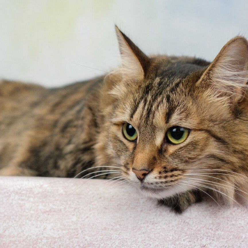 Кошка Муза услада для души. Живёт в приюте