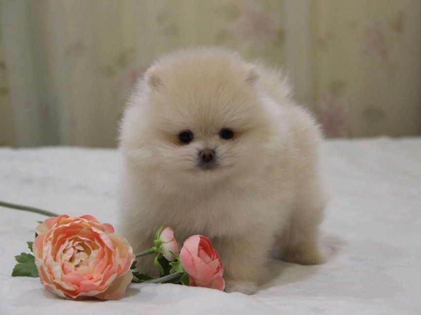 Кремовые мимишки