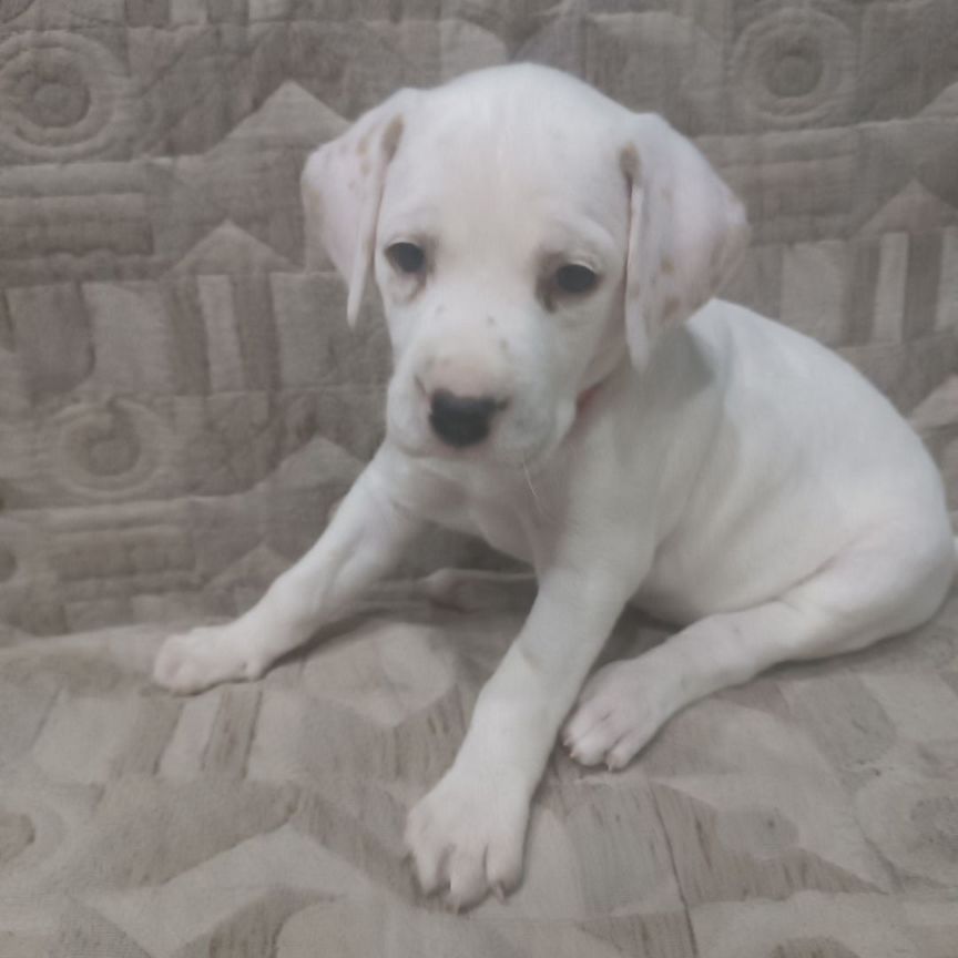 Щенки долматина