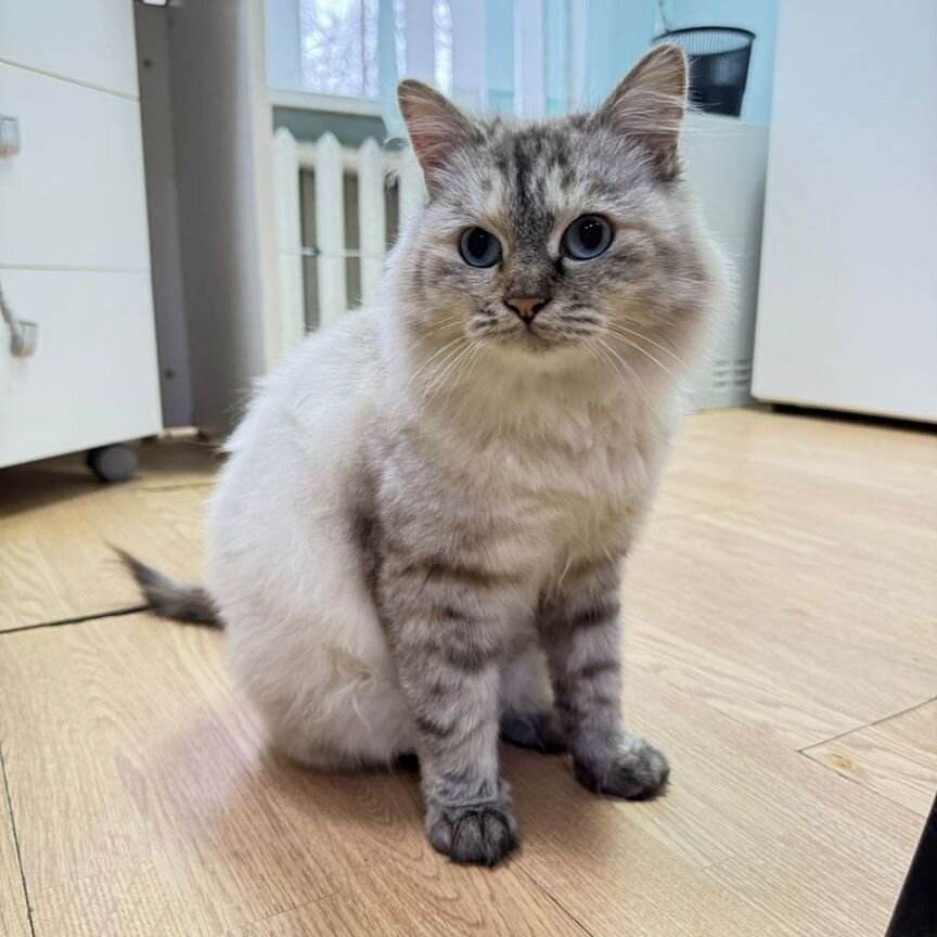 Кошка Эльза ищет дом
