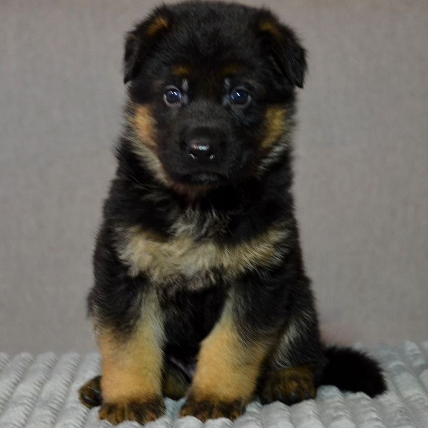 Немецкая овчарка, щенок