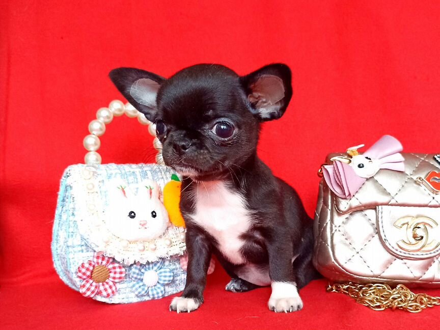 Яркая кукольная девочка чихуахуа