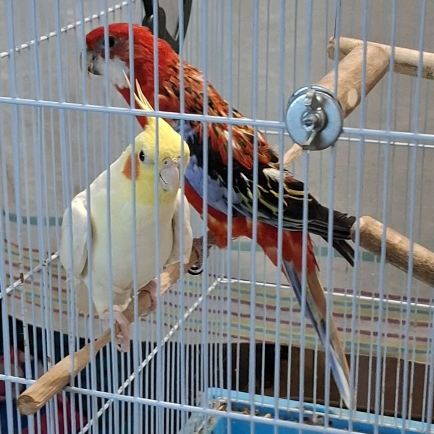 Попугай корелла и розелла