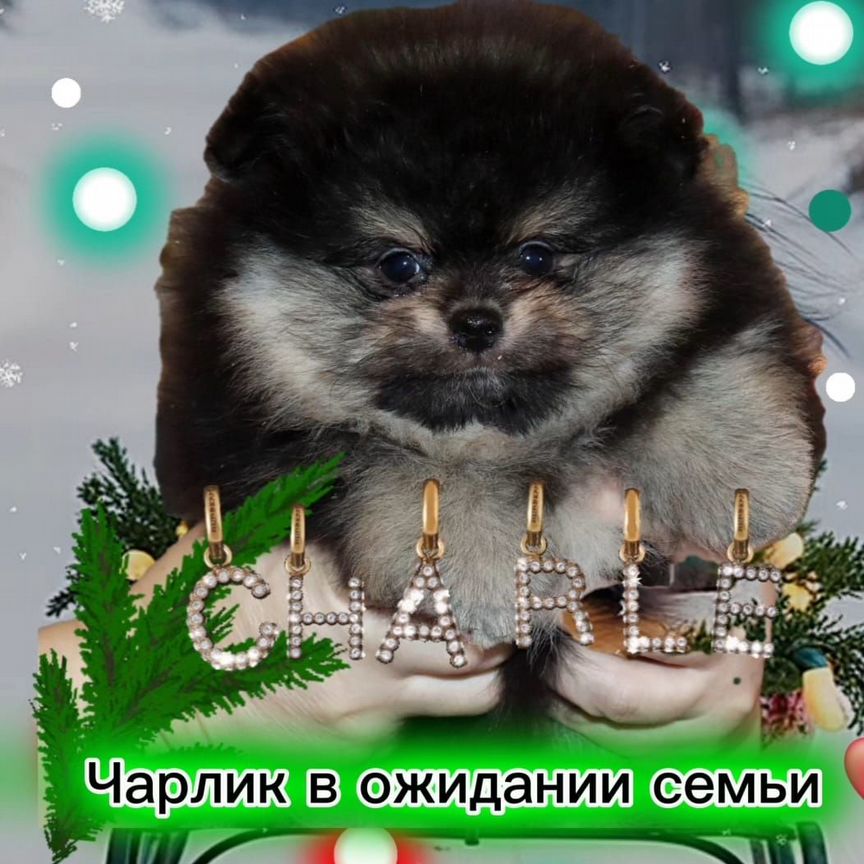 Чарлик. Шпиц-медвежонок 2 мес с доcтавкoй