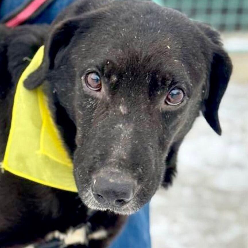 Взрослый пёс в добрые руки