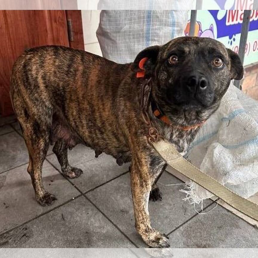 Взрослая собака в добрые руки