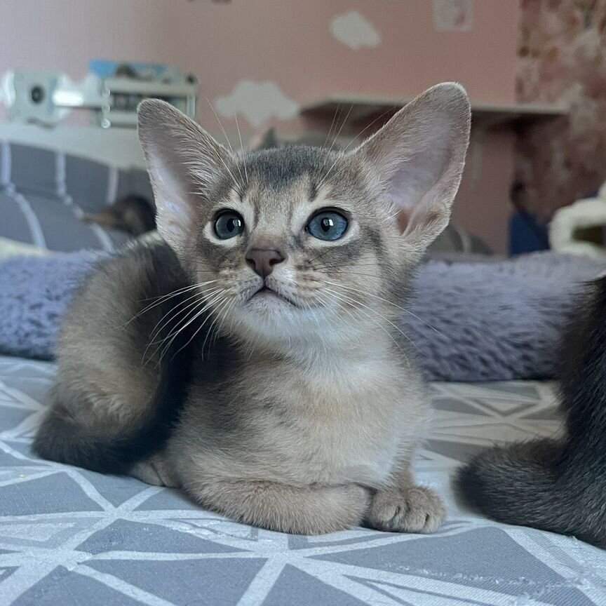 Абиссинский котенок