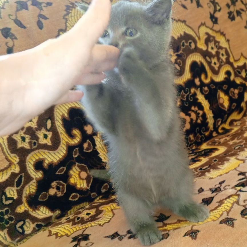 Отдам котенка в добрые руки