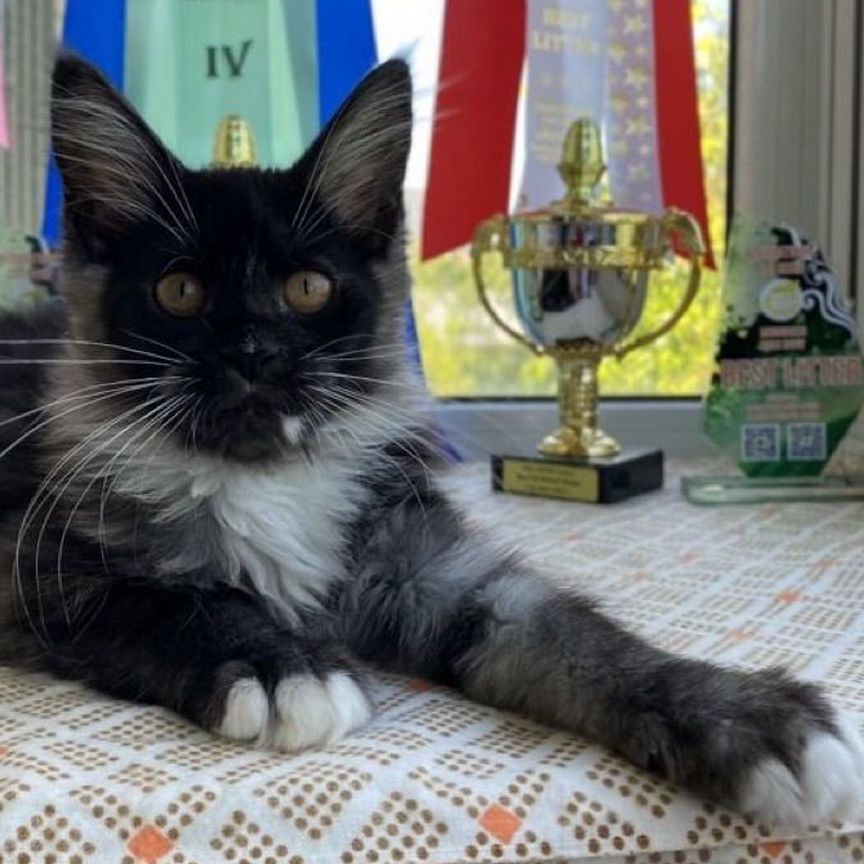 Котята мейн-кун мальчики